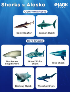 List of Sharks in Alaska with Pictures