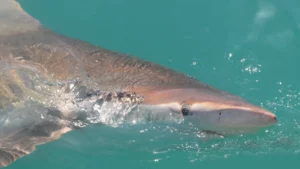 List of Sharks in Greece with Pictures