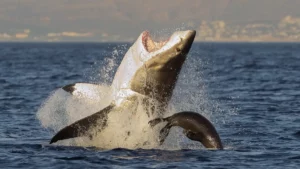 List of Sharks in Greece with Pictures